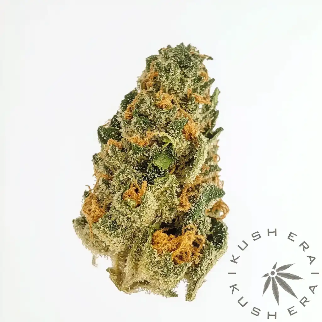 [Top-Shelf] Tres Leches | Hybrid Flower - Kush Era | Washington DC ...