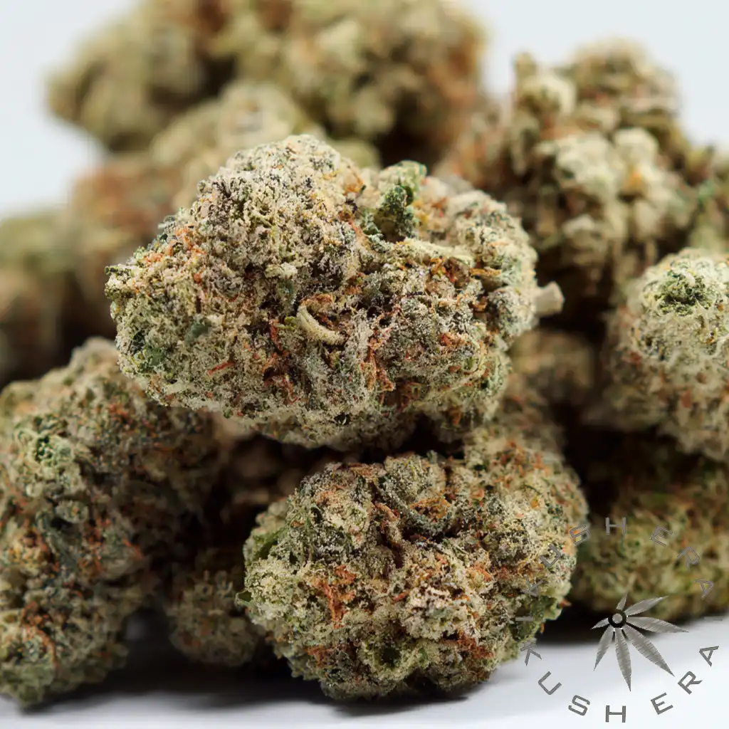 [Top-Shelf] Gelato #41 | Hybrid Flower - Kush Era | Washington DC ...